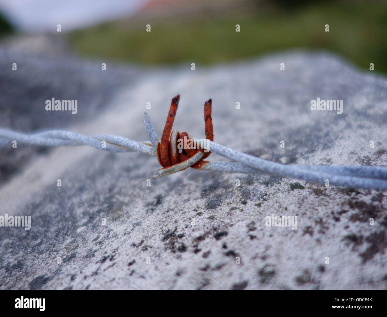 A rusty section of barbed wire Stock Photo - Alamy