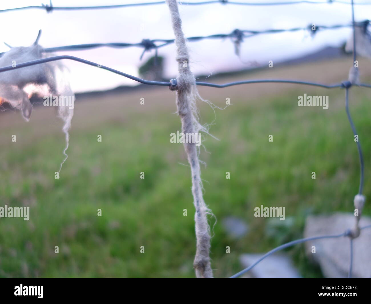 Sheep wool caught on fence hi-res stock photography and images - Alamy