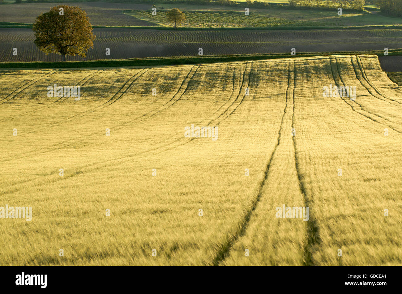 Wheat fields france hi-res stock photography and images - Alamy