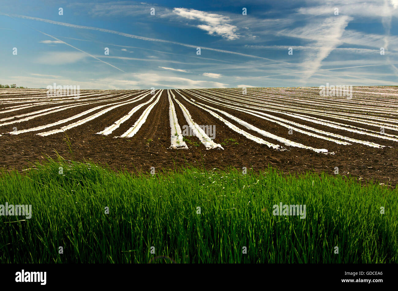 Grainfields, Auvergne, France, Europe Stock Photo - Alamy