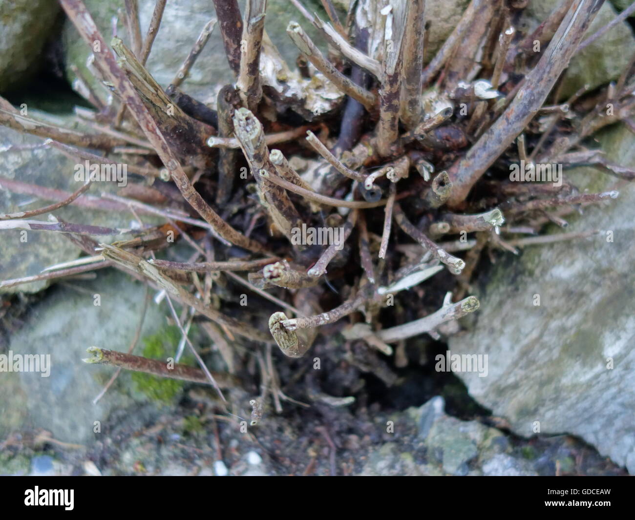 The roots of a plant bursting through a rock face Stock Photo - Alamy