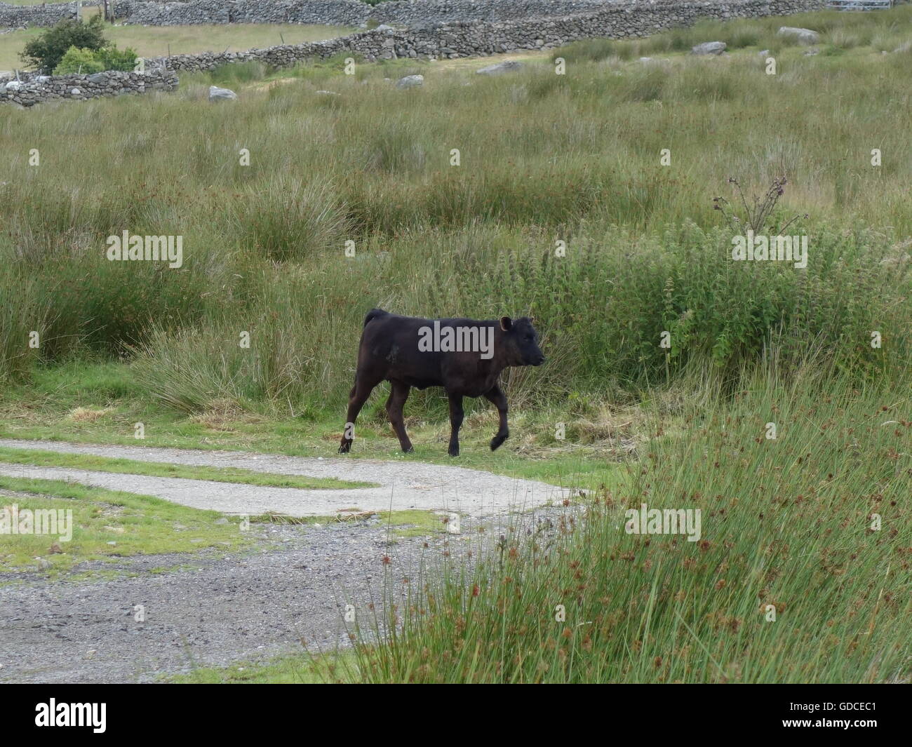 Farm animal in a field Stock Photo - Alamy