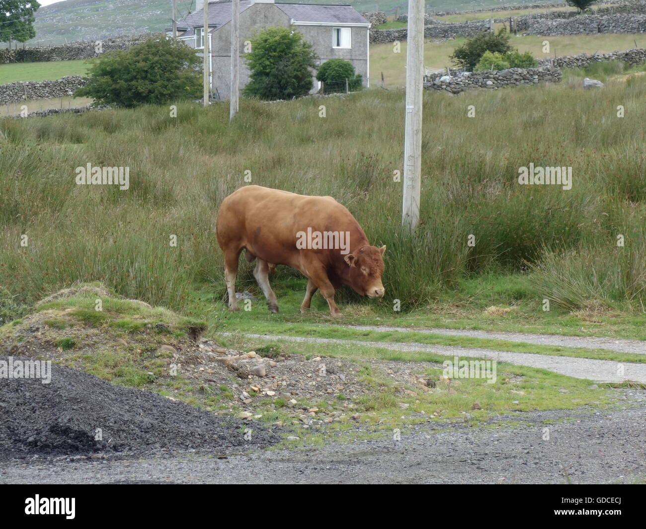 Farm animal in a field Stock Photo - Alamy