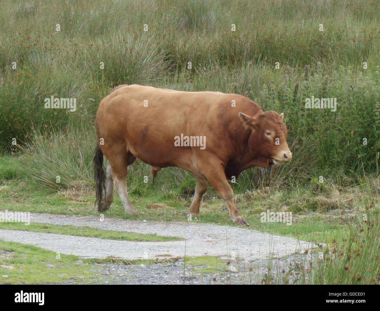 Farm animal in a field Stock Photo - Alamy