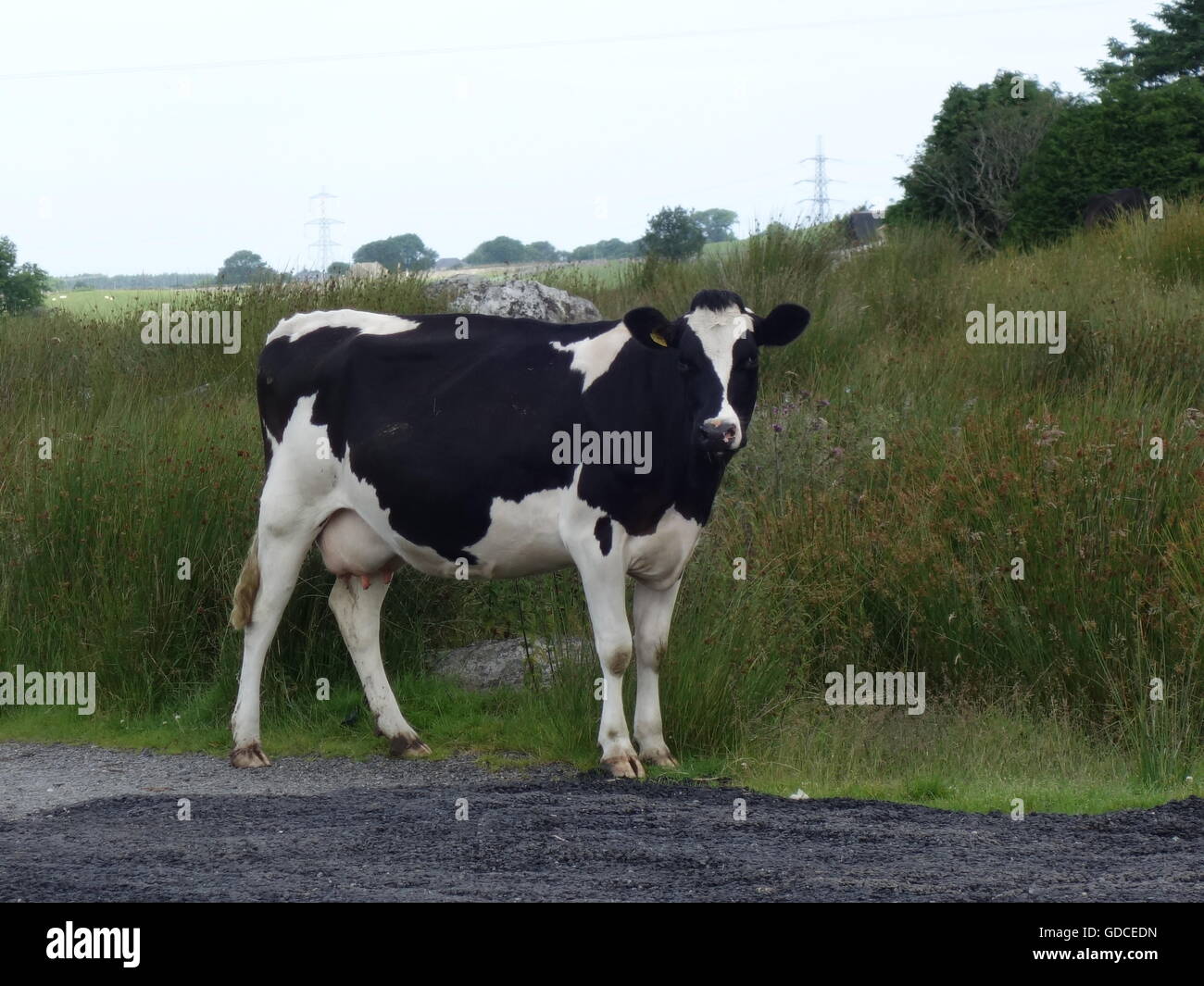Farm animal in a field Stock Photo - Alamy