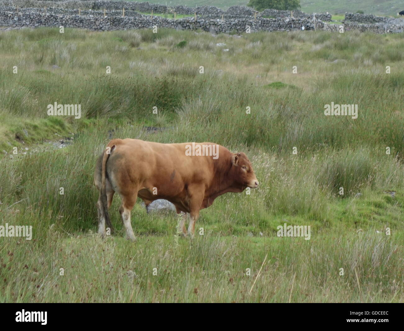 Farm animal in a field Stock Photo - Alamy