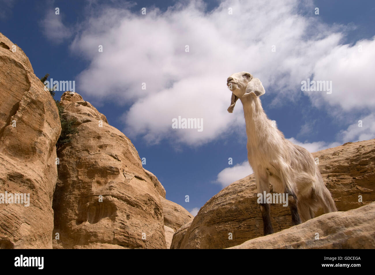 Beida, Jordan, Middle East Stock Photo - Alamy