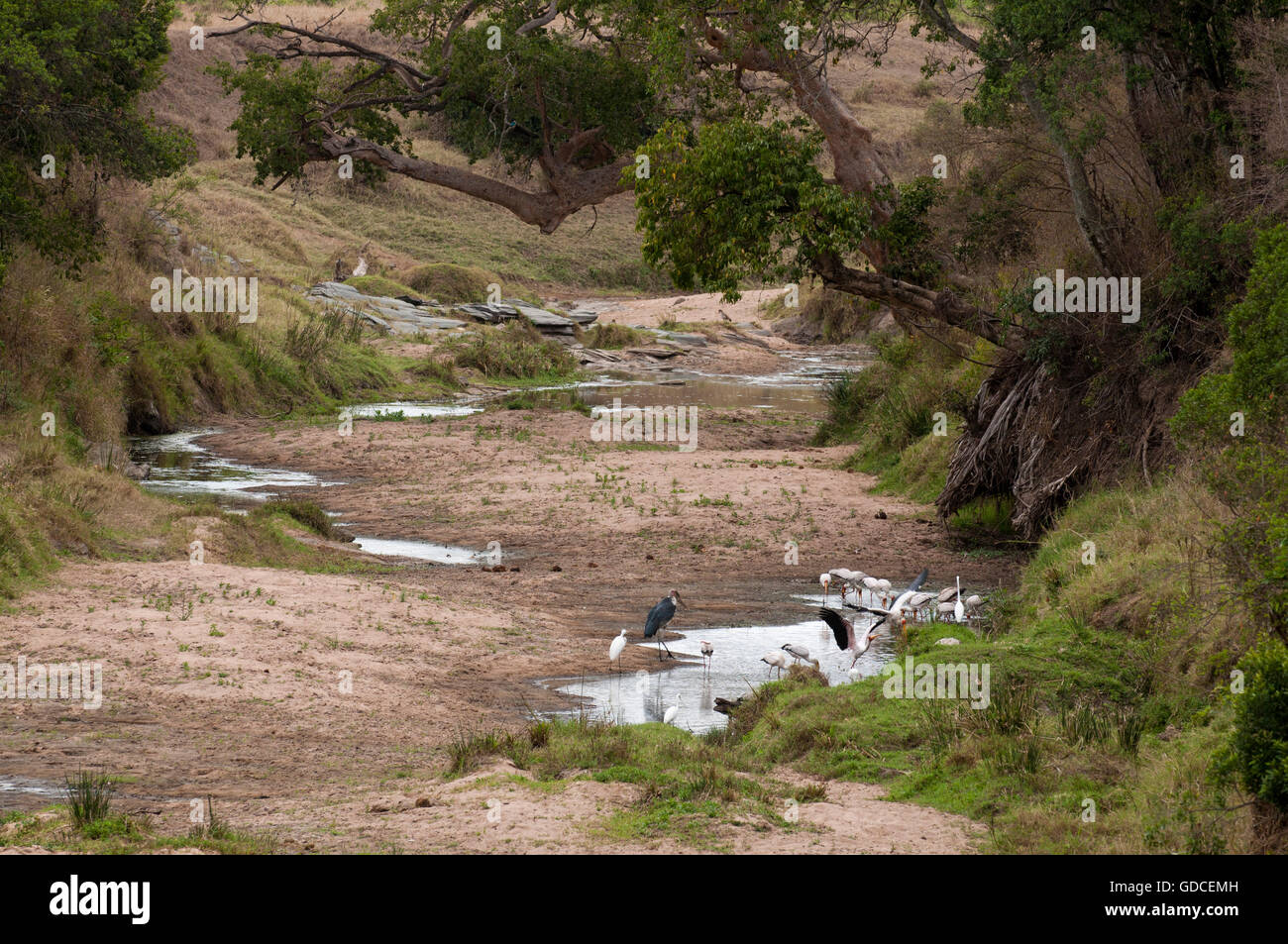 Talek River during dry season, Masai Mara, Kenya, Africa Stock Photo ...