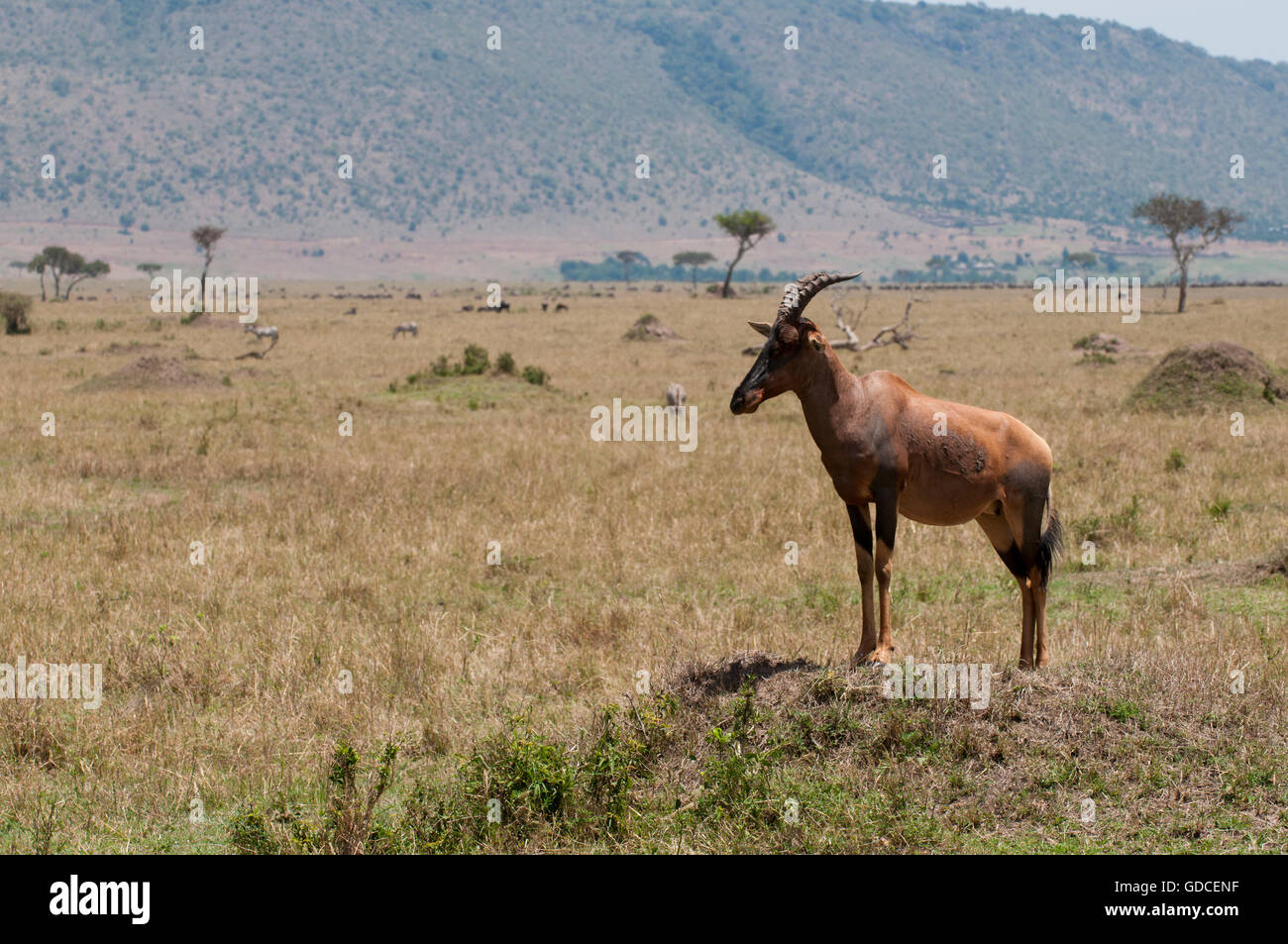 Topis masai mara hi-res stock photography and images - Alamy