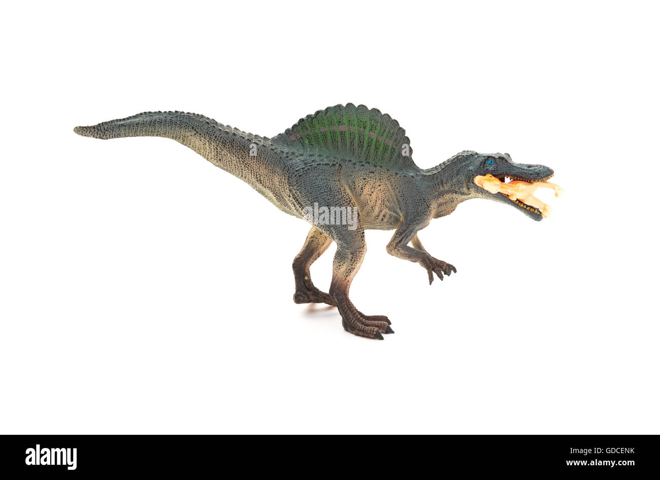 side view grey spinosaurus toy catching a smaller disonaur on white ...