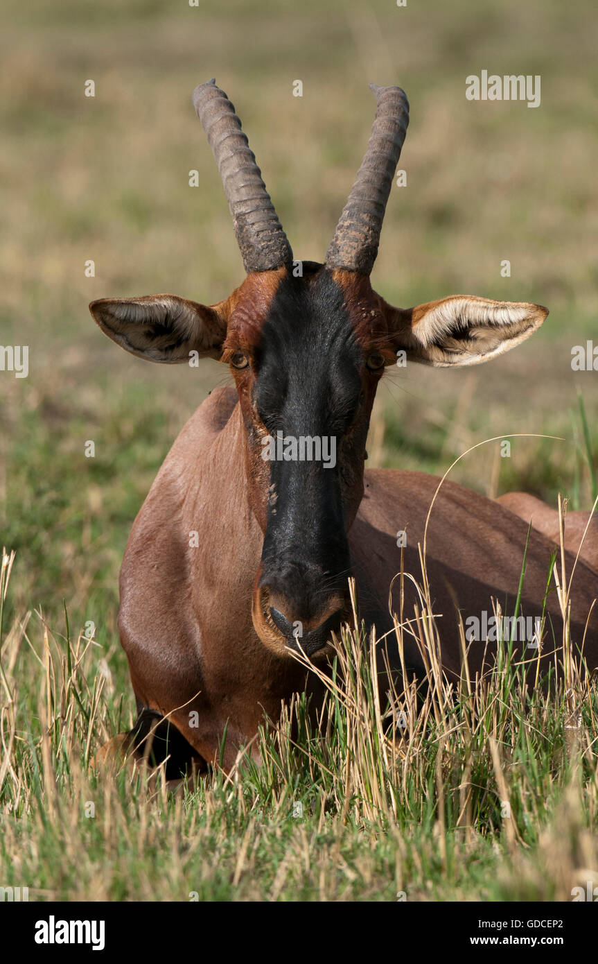 Topis masai mara hi-res stock photography and images - Alamy