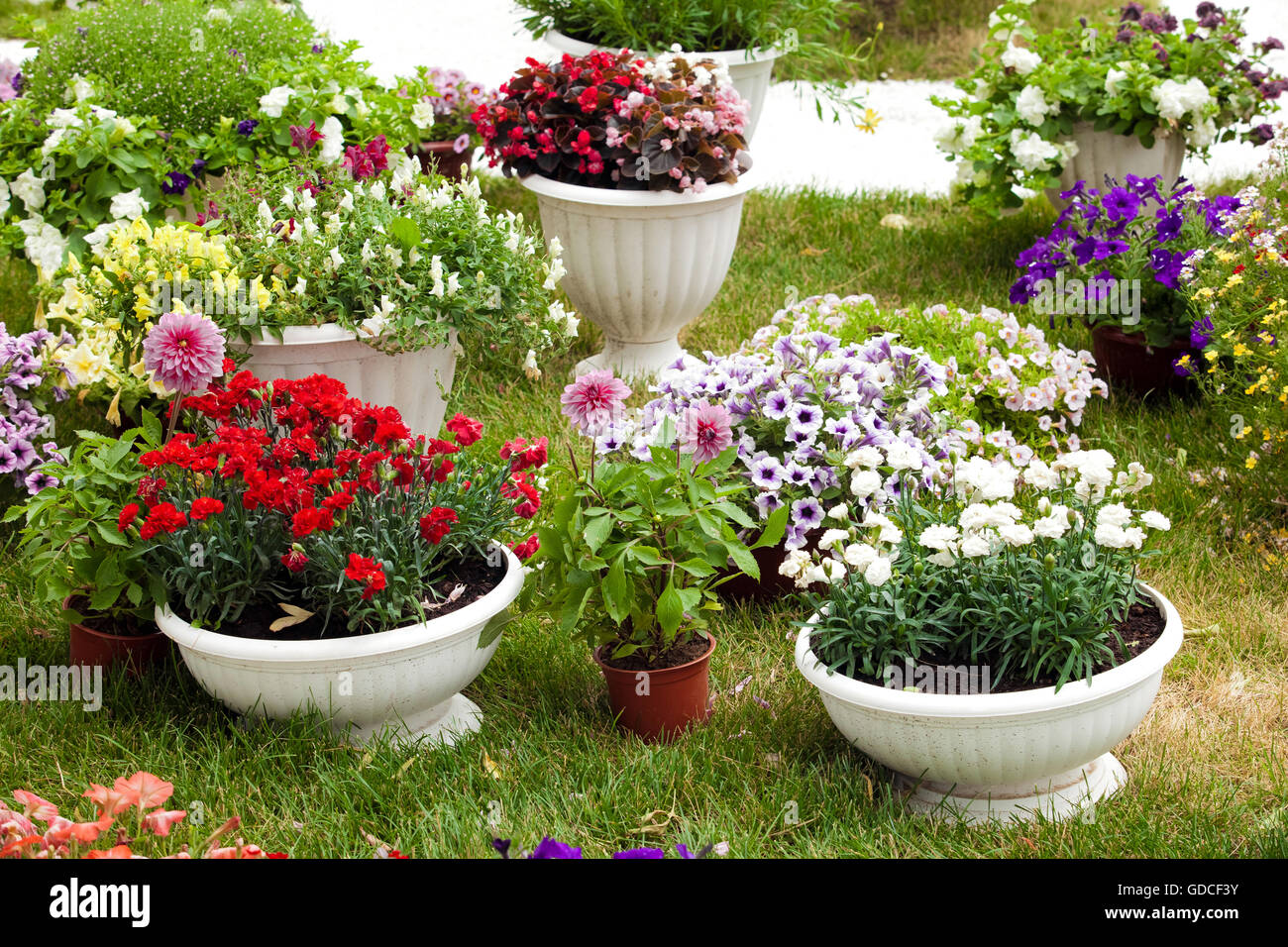 Garden flowers of different colors in pots Stock Photo - Alamy