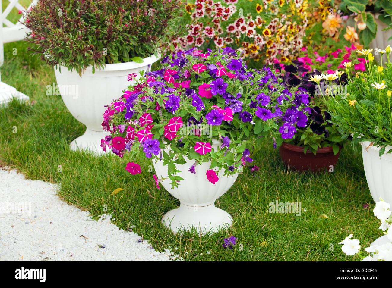 Garden flowers of different colors in pots Stock Photo - Alamy