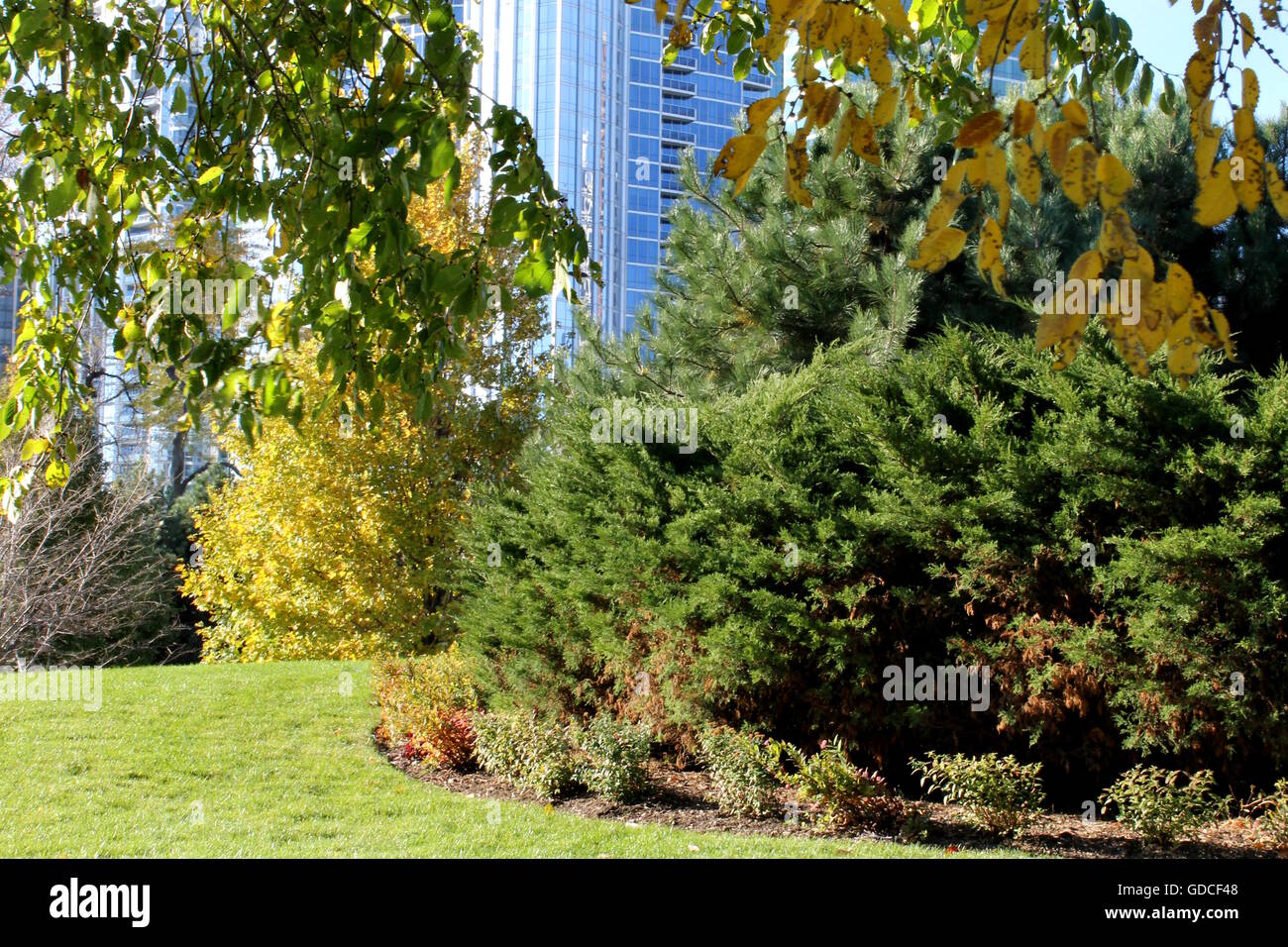 Trees in Grant Park, Chicago, IL Stock Photo - Alamy