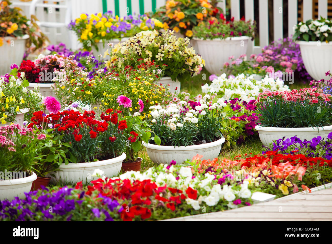 Garden flowers of different colors in pots Stock Photo - Alamy