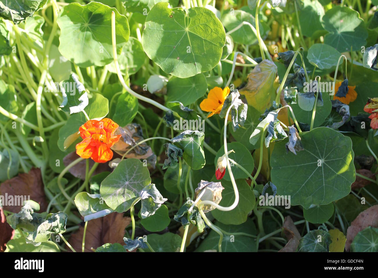 Yellow flowers chicago illinois hi-res stock photography and images - Alamy