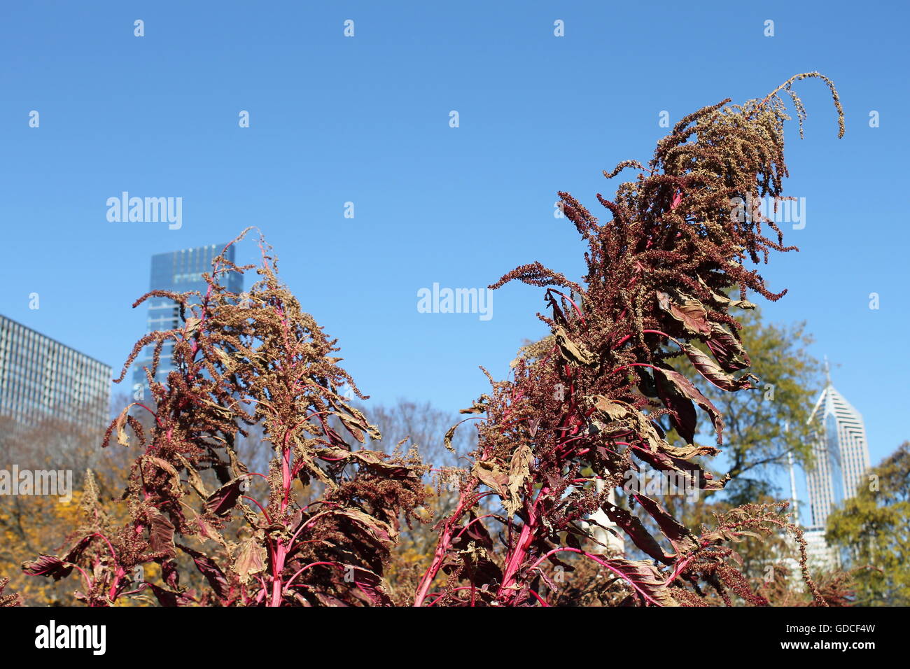 Garden trees shrubs wildflowers hi-res stock photography and images - Alamy