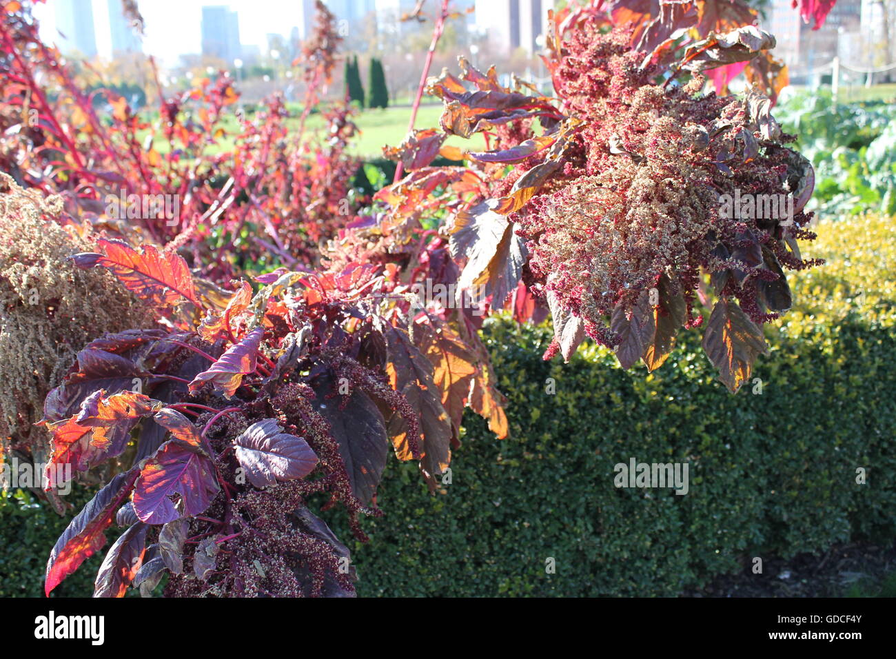 Garden trees shrubs wildflowers hi-res stock photography and images - Alamy