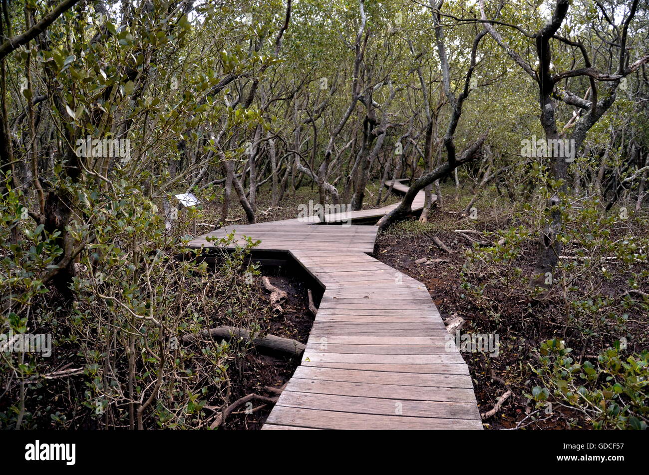 Forest path along river among hi-res stock photography and images - Alamy