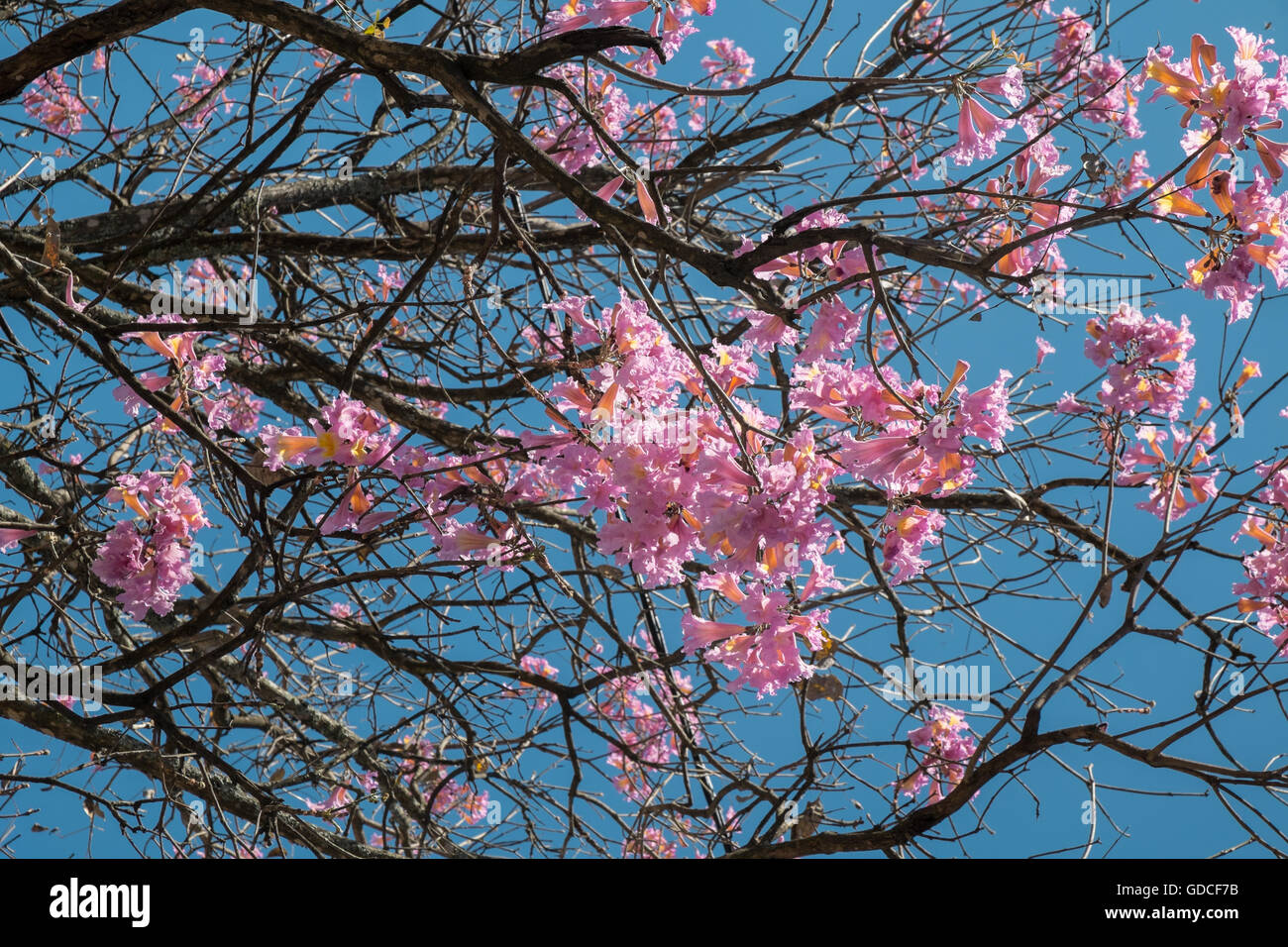 Pink lapacho hi-res stock photography and images - Alamy