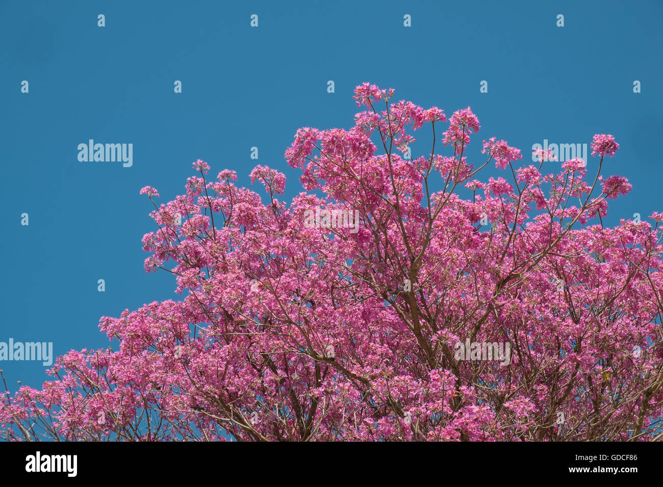 Lapacho flowering tree hi-res stock photography and images - Alamy