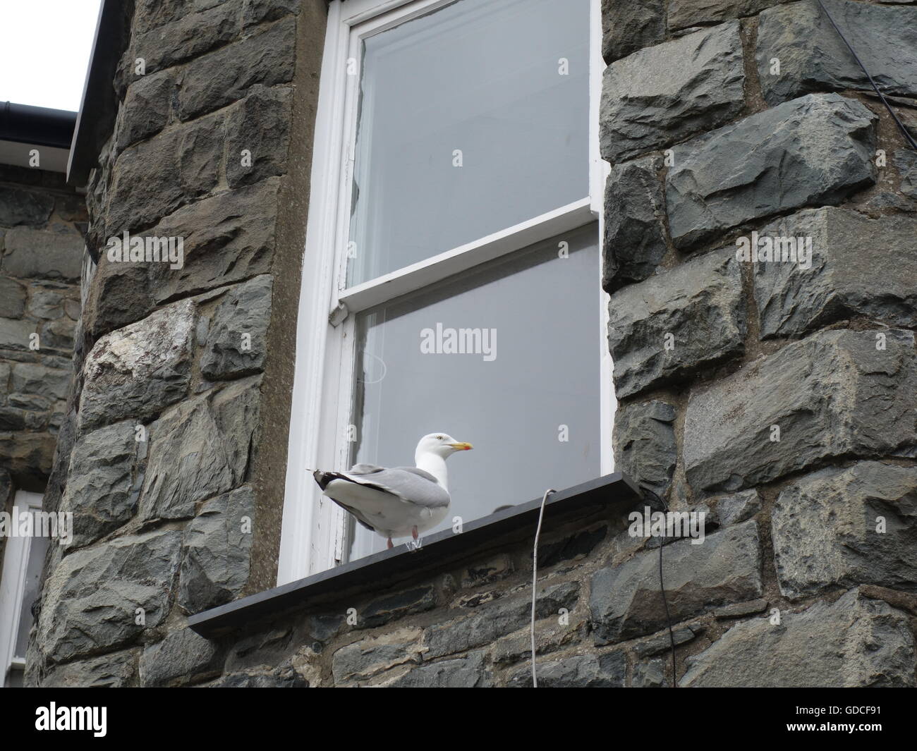 Seagull at a window Stock Photo - Alamy