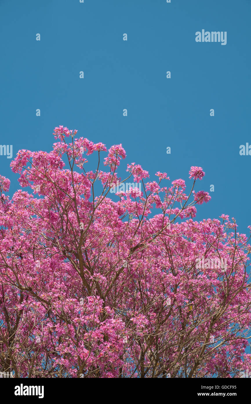Pink trumpet tree or lapacho in full blossom Stock Photo - Alamy