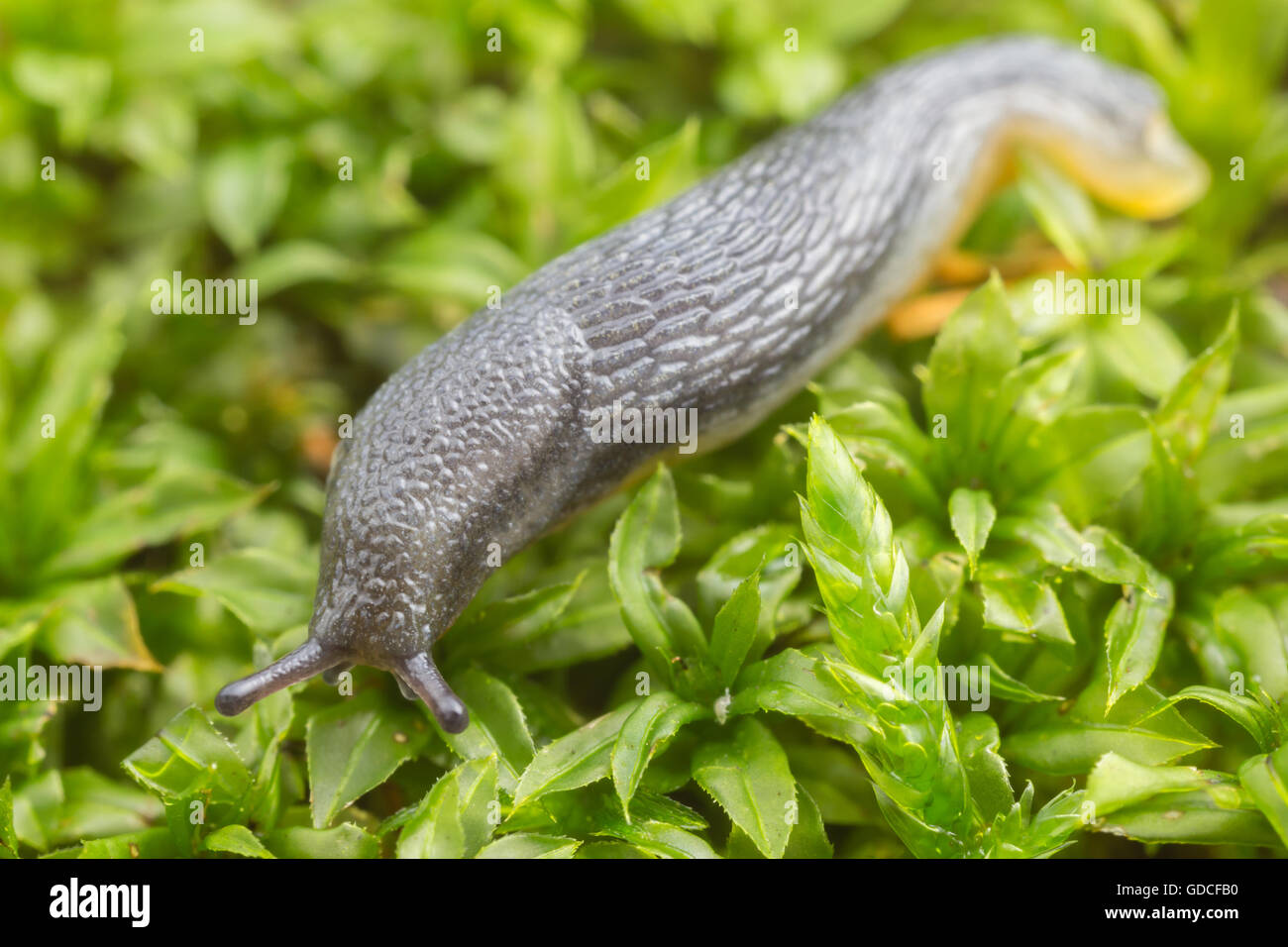 An immature Garden Slug (Arion hortensis) moves slowly on moss covered ...