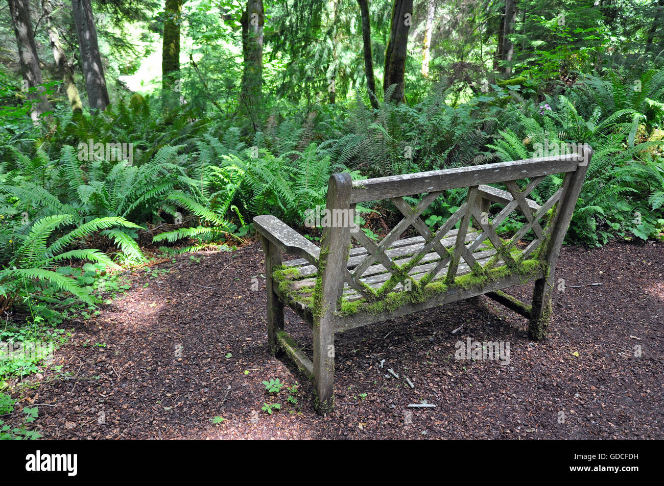 Old bench in the forest hi-res stock photography and images - Alamy
