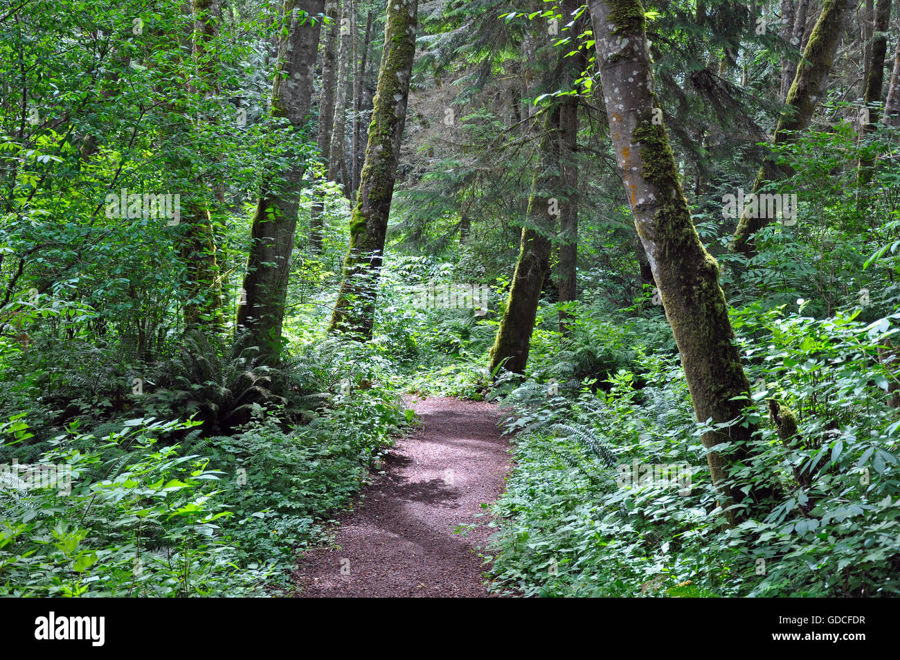 Path winding through beautiful peaceful forest Stock Photo - Alamy