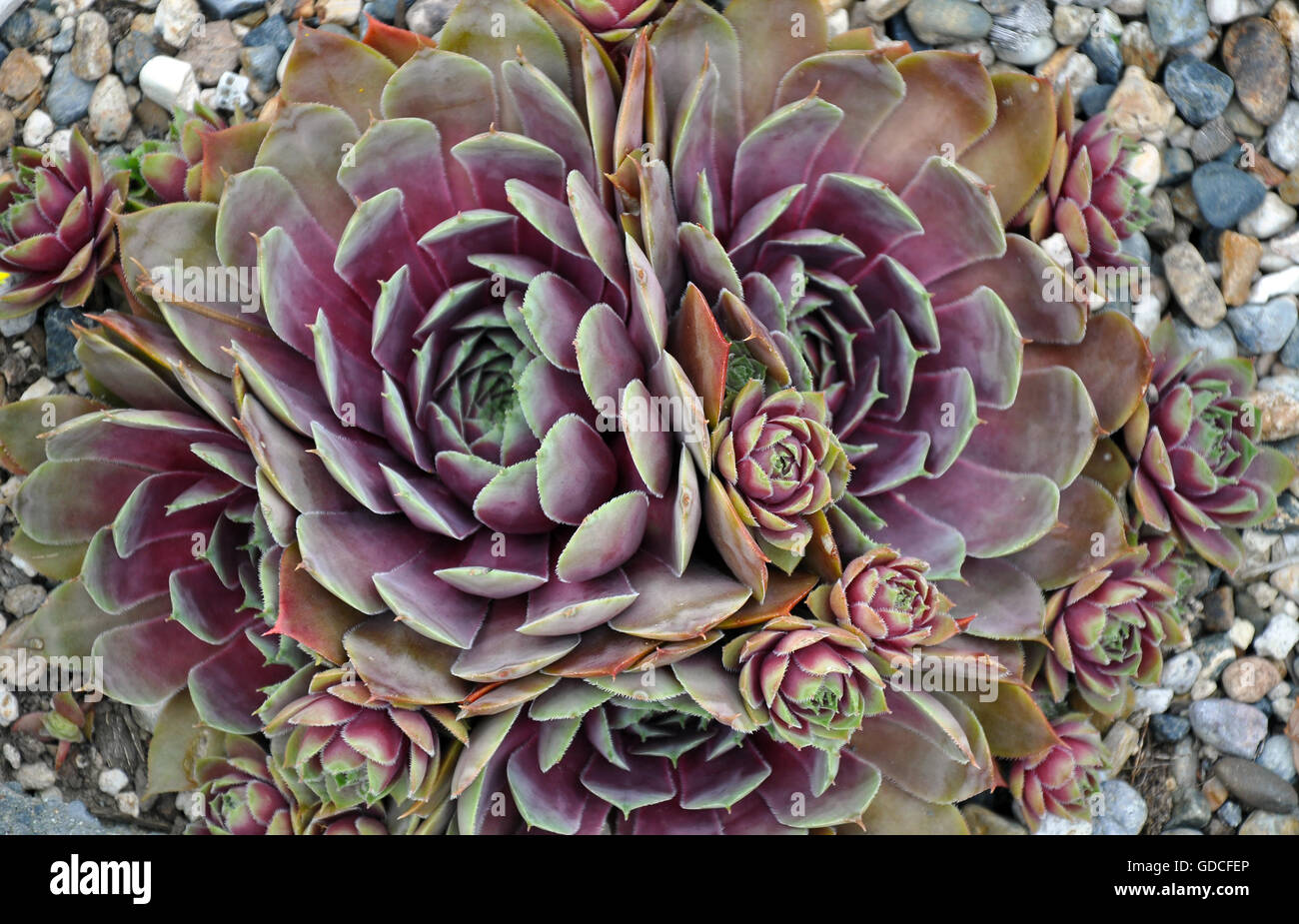 Hens and chicks succulent hi-res stock photography and images - Alamy