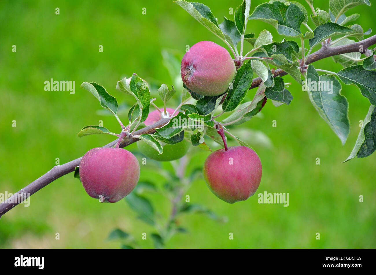 Little red apples on branch ready for picking Stock Photo - Alamy
