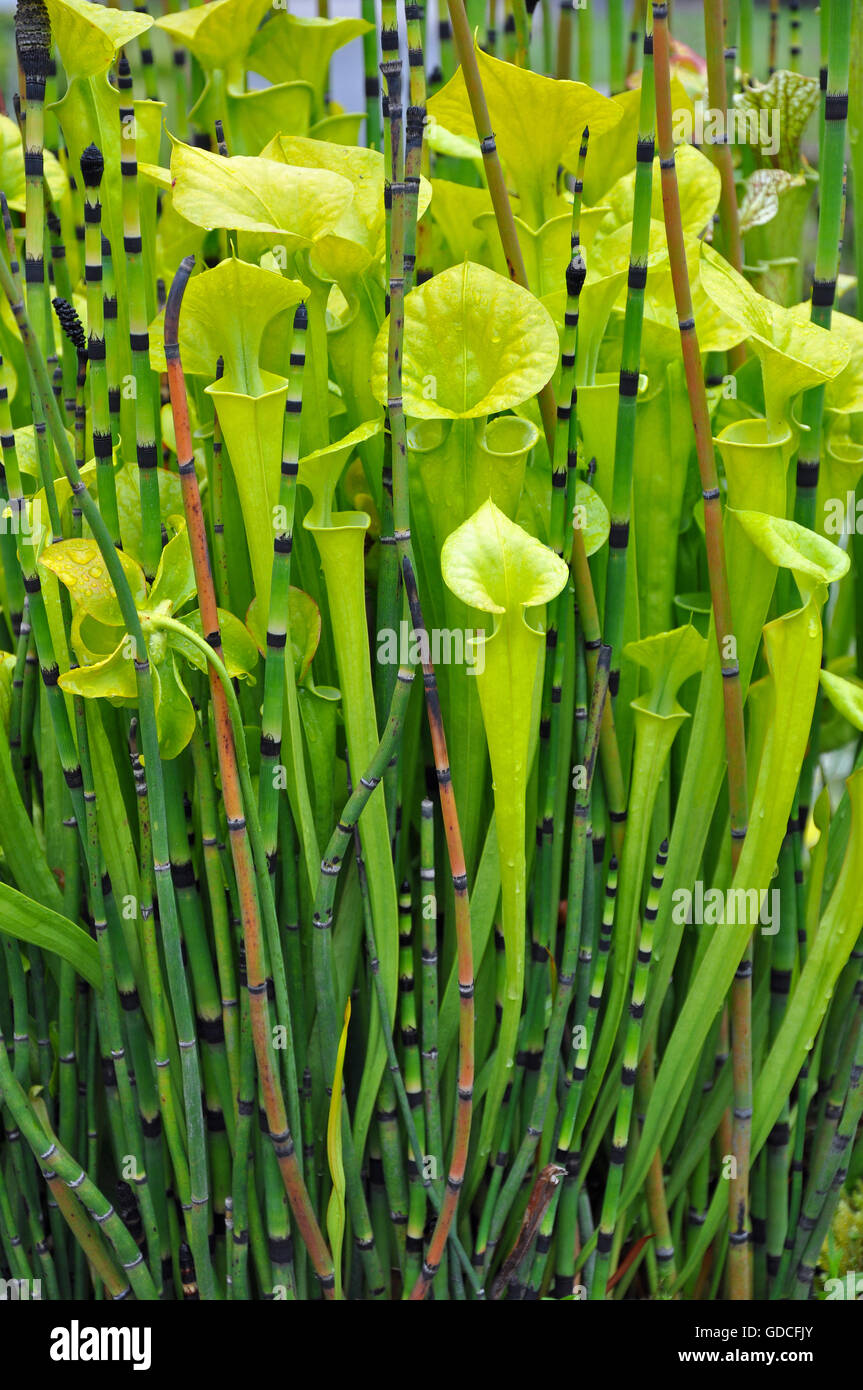Green lobster pot pitcher plants and scouring rush Stock Photo - Alamy