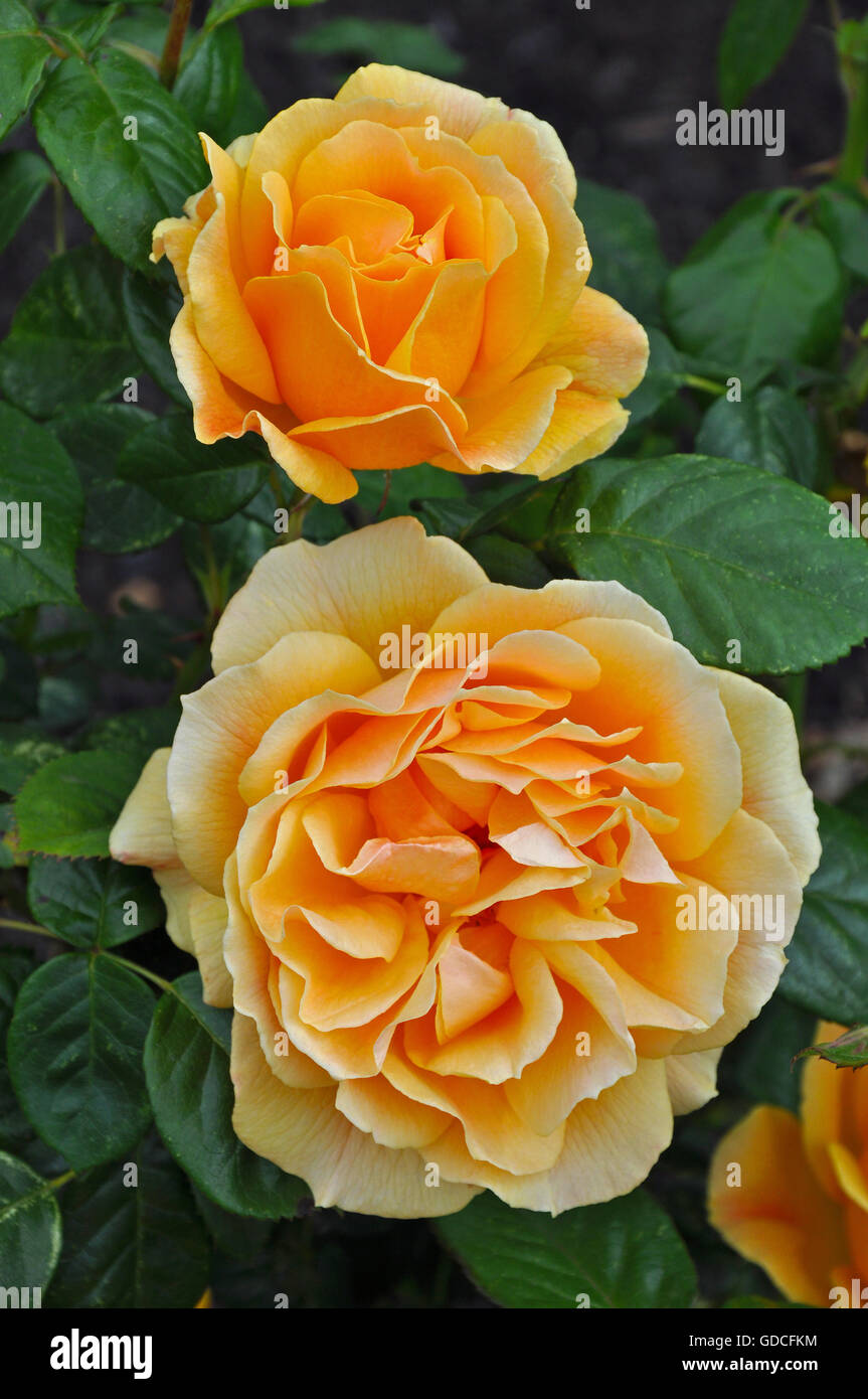 Two orange roses Stock Photo - Alamy