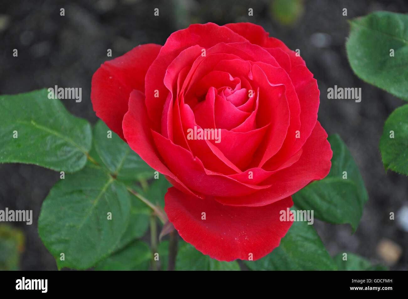 Beautiful single red rose in full bloom Stock Photo - Alamy