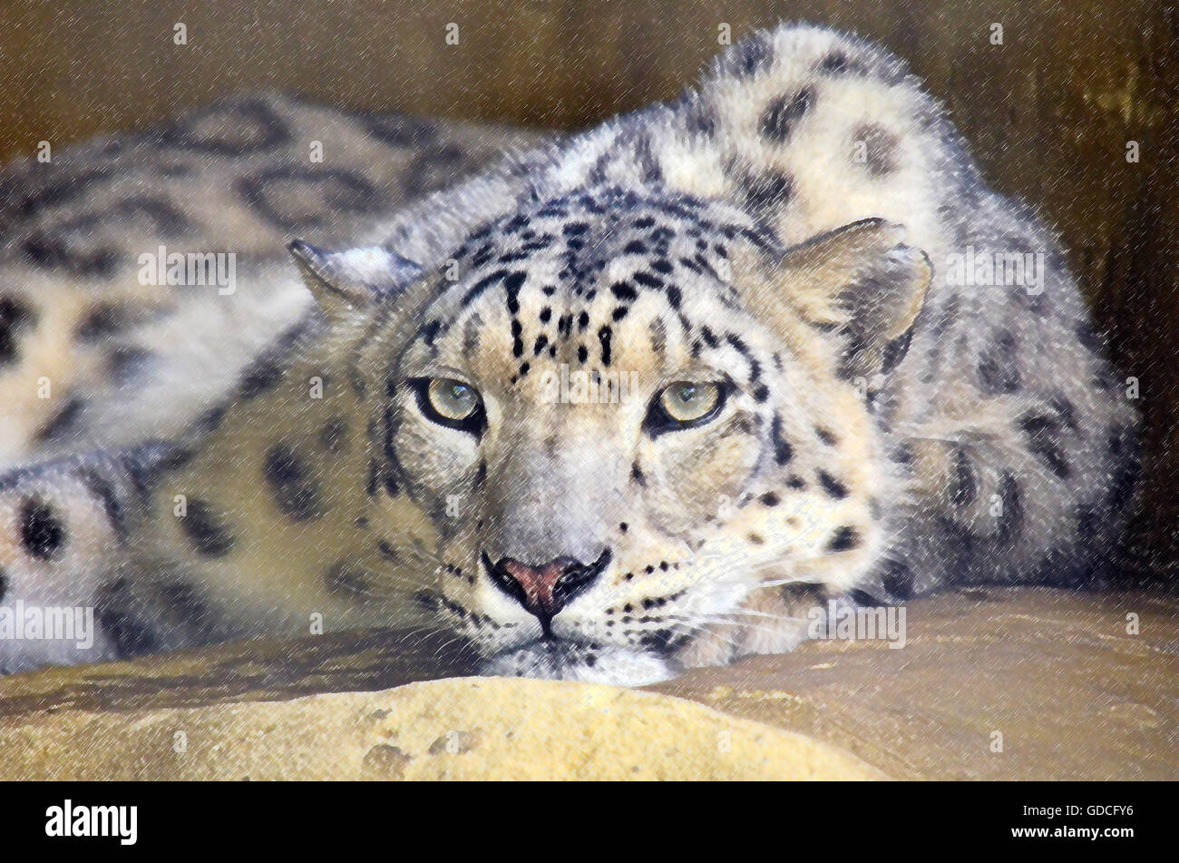 Resting Snow Leopard (pencil effect digital illustration Stock Photo ...