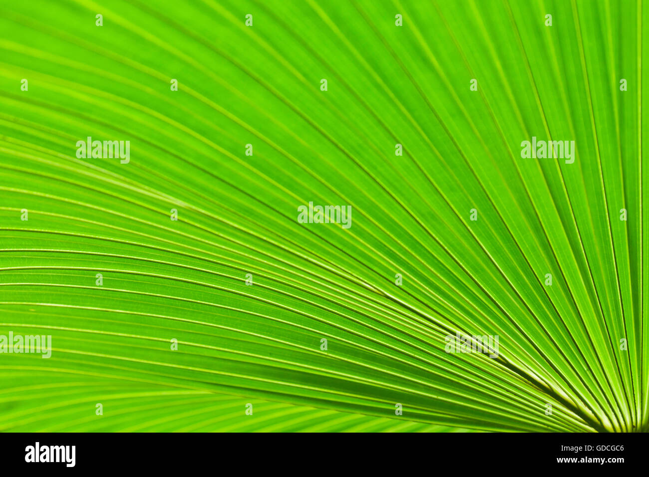 Fresh green leaf backgrounds. Shallow depth of field Stock Photo - Alamy