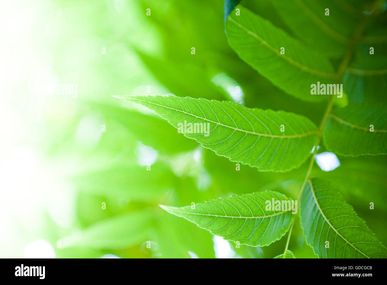 Fresh green leaf backgrounds. Shallow depth of field Stock Photo - Alamy