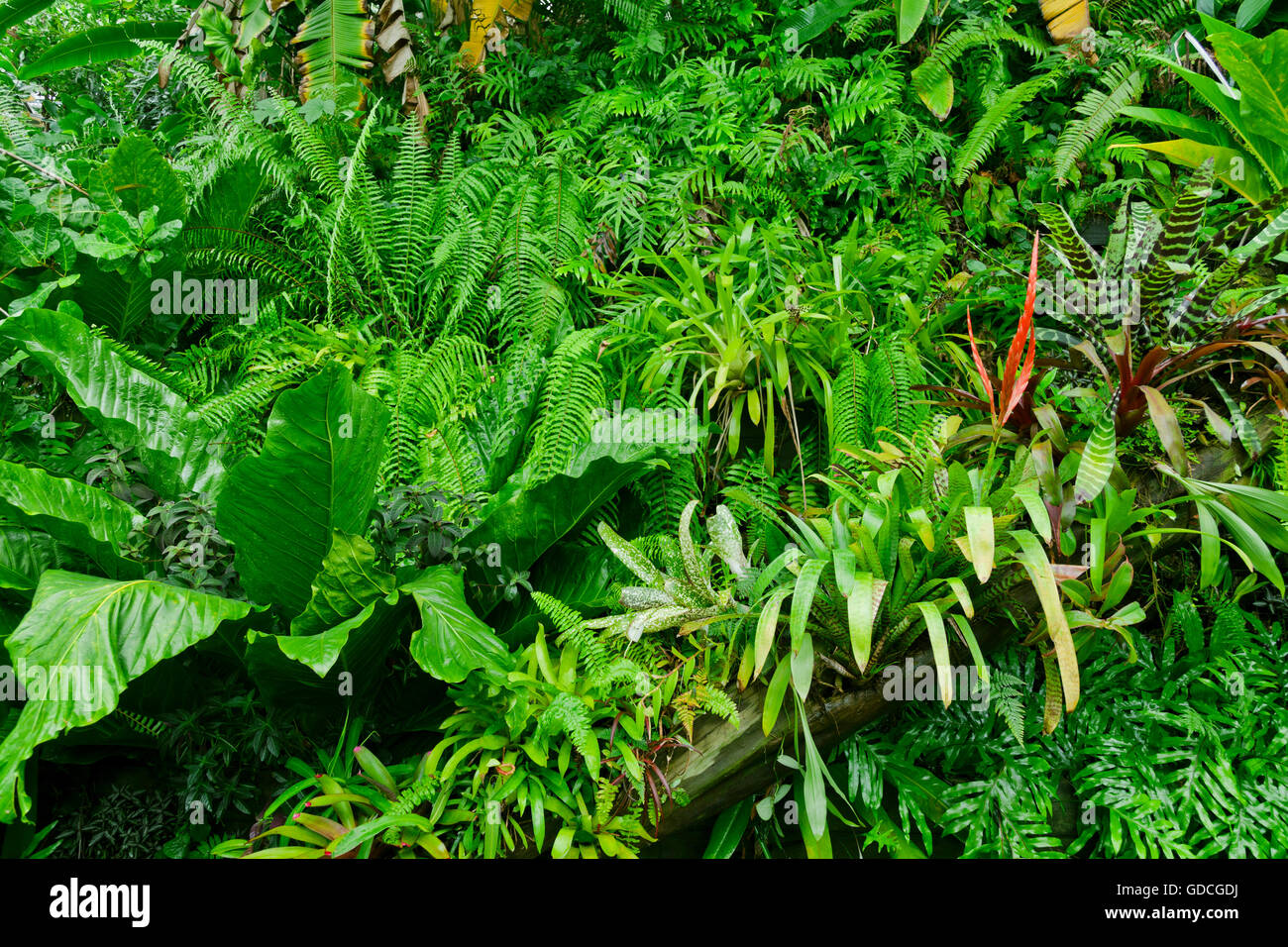 lush tropical jungle nature background Stock Photo - Alamy
