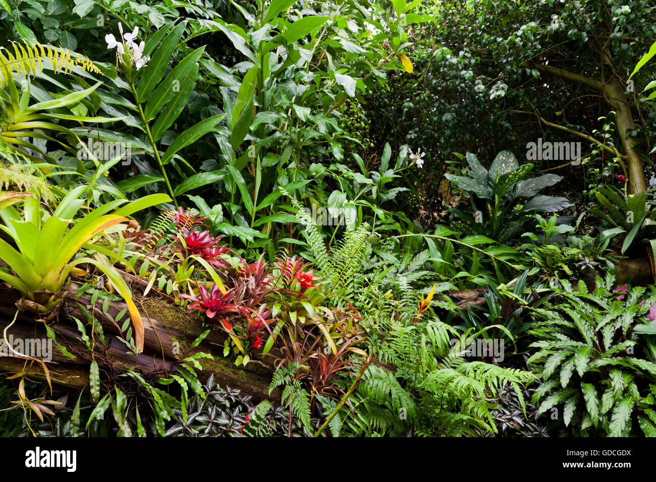 lush tropical jungle nature background Stock Photo - Alamy