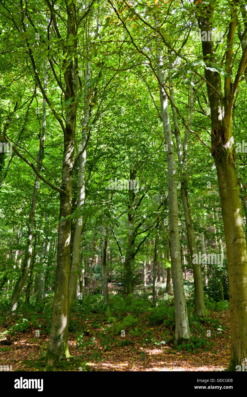 Trees in the forest Stock Photo - Alamy