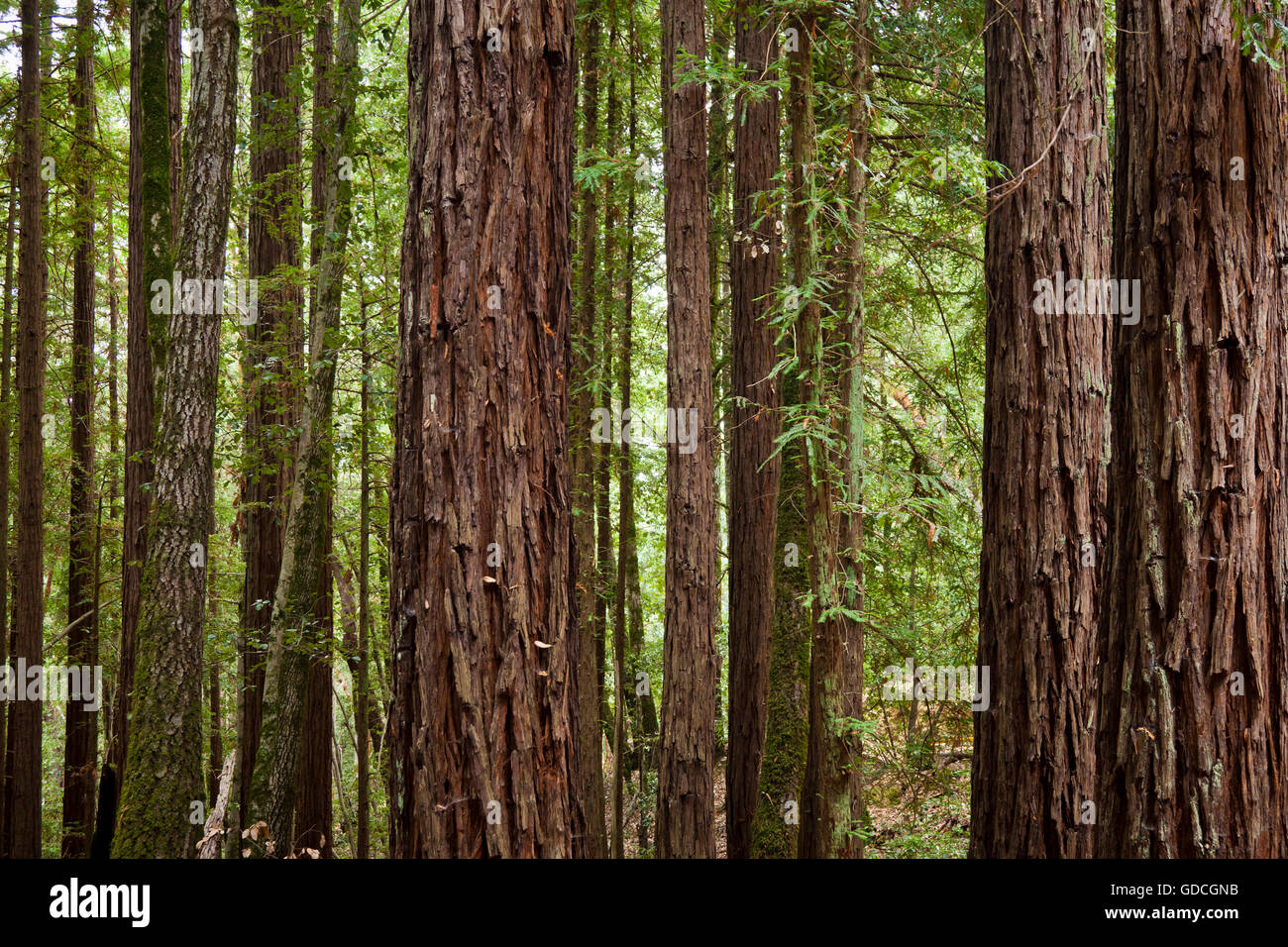 Giant Sequoia Tree Branches High Resolution Stock Photography and ...