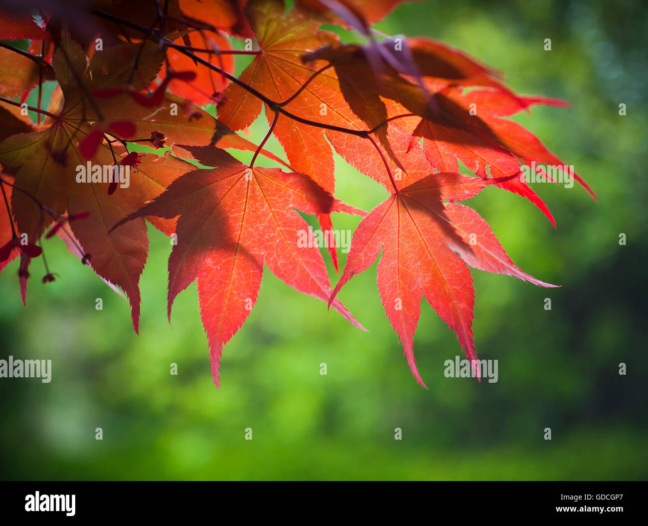 Nature background with bright autumn leaves Stock Photo - Alamy