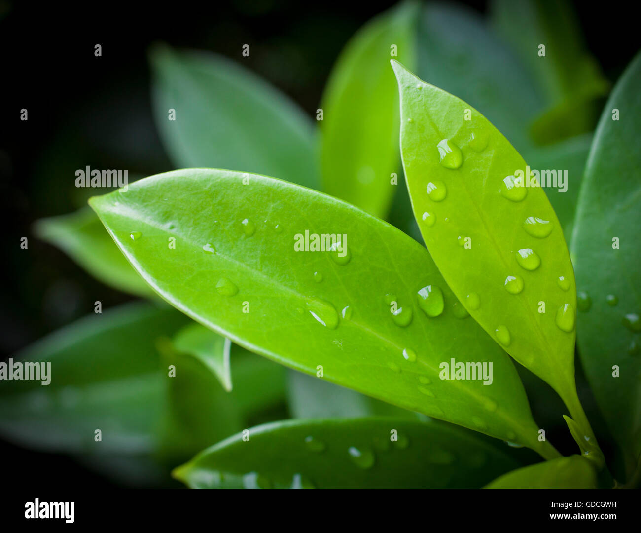 Fresh green leaf backgrounds. Shallow depth of field Stock Photo - Alamy