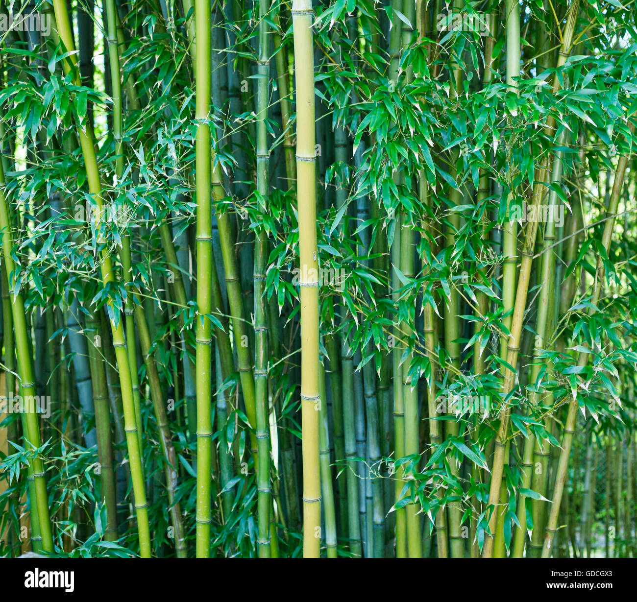 Lush green bamboo nature background Stock Photo - Alamy
