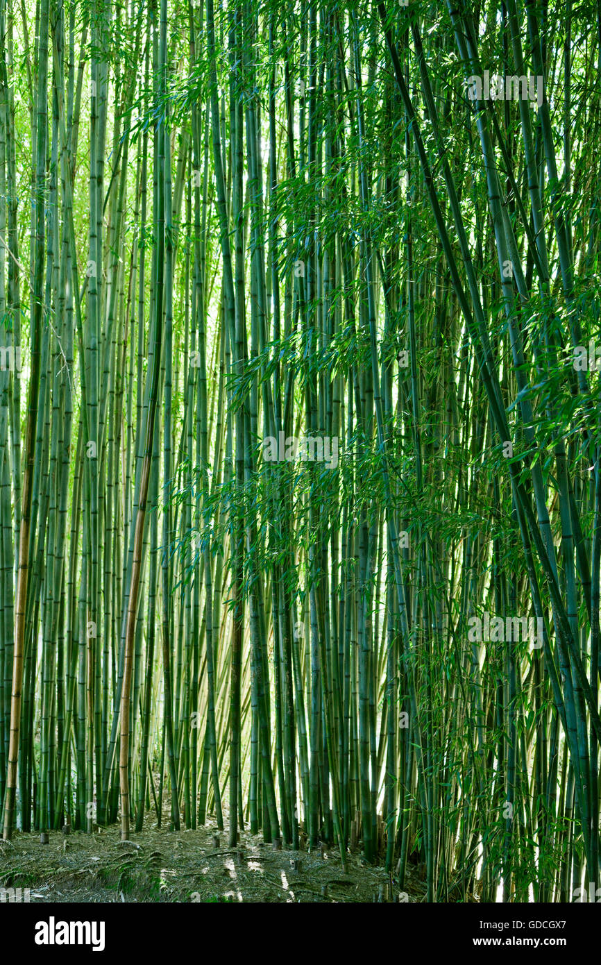 Lush green bamboo nature background Stock Photo - Alamy