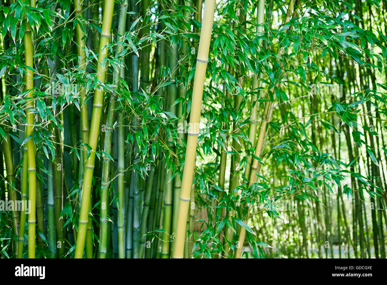 Lush green bamboo nature background Stock Photo - Alamy