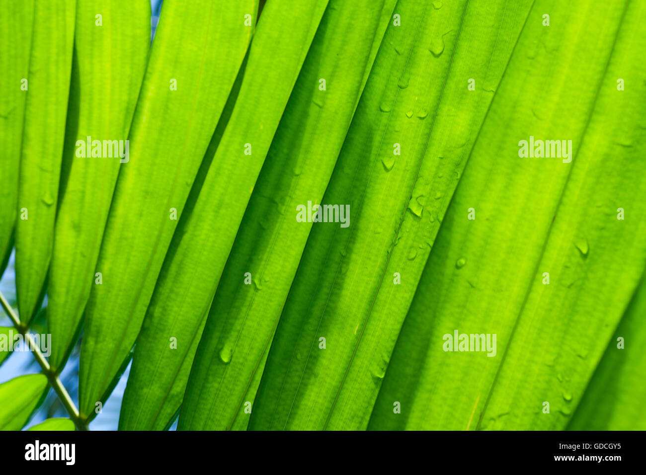Fresh green leaf backgrounds. Shallow depth of field Stock Photo - Alamy