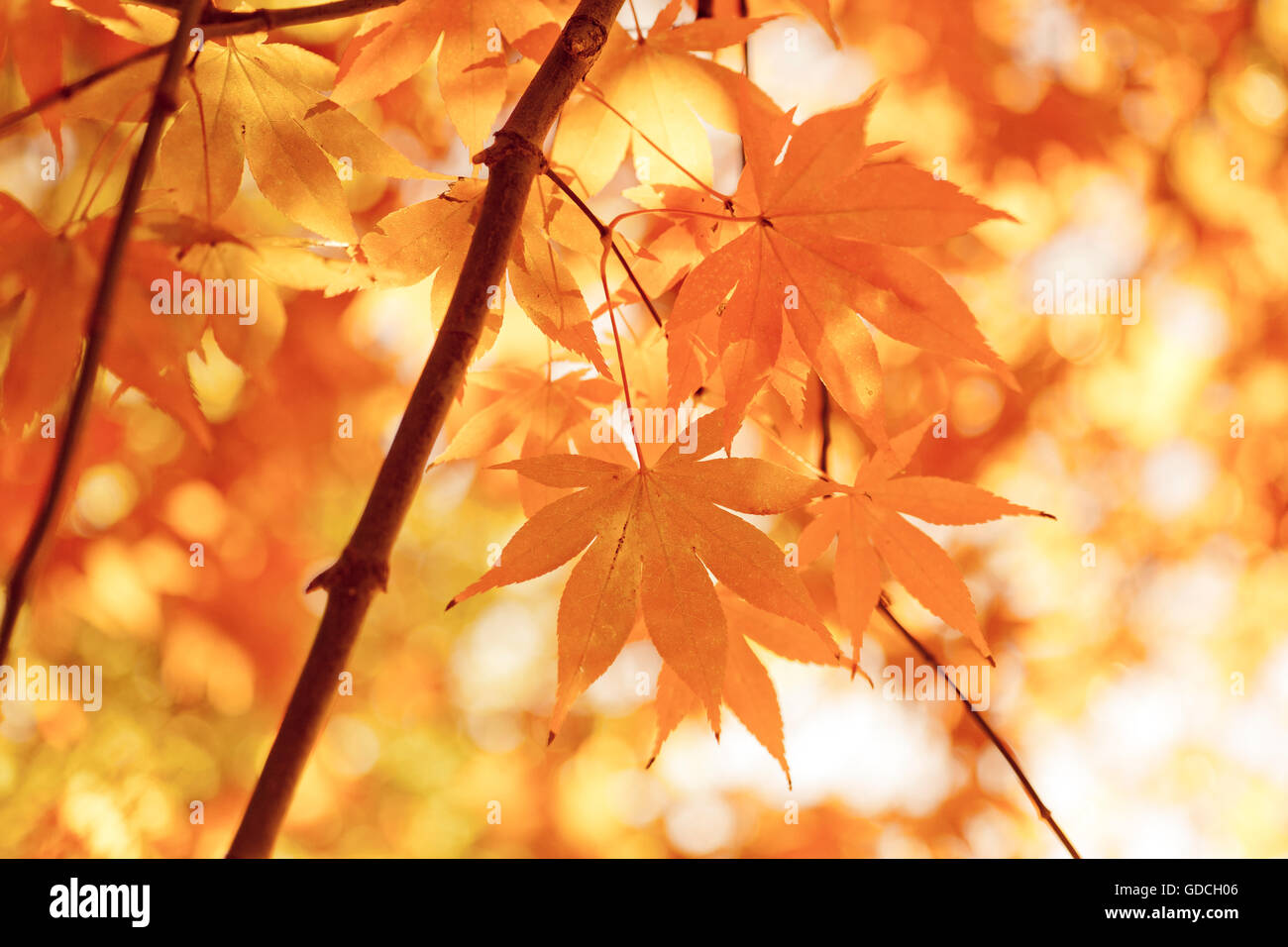 Nature background with bright autumn leaves Stock Photo - Alamy