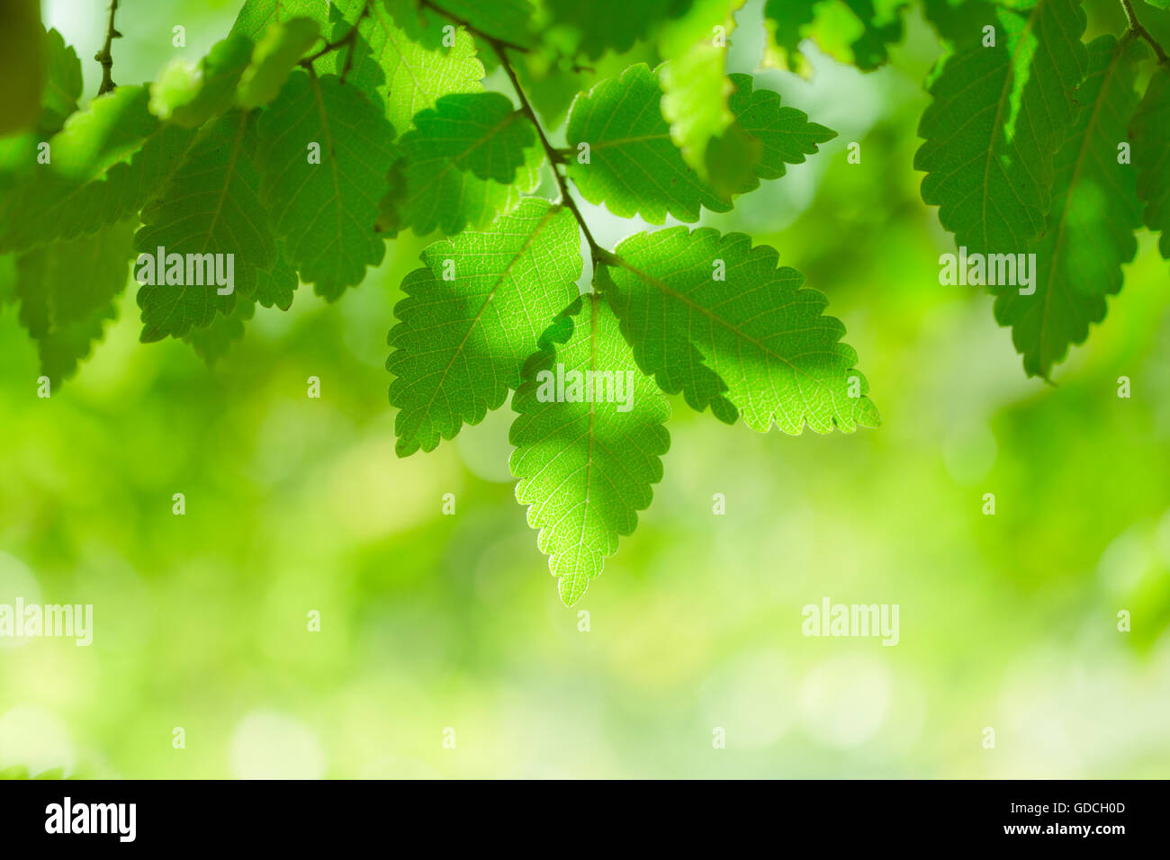 Nature background with fresh green leaves Stock Photo - Alamy